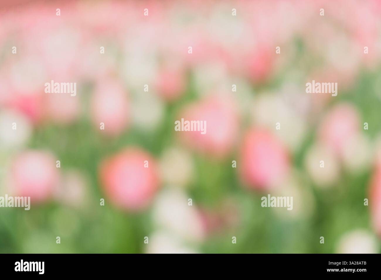 Pastel pink springtime hi-res stock photography and images - Alamy