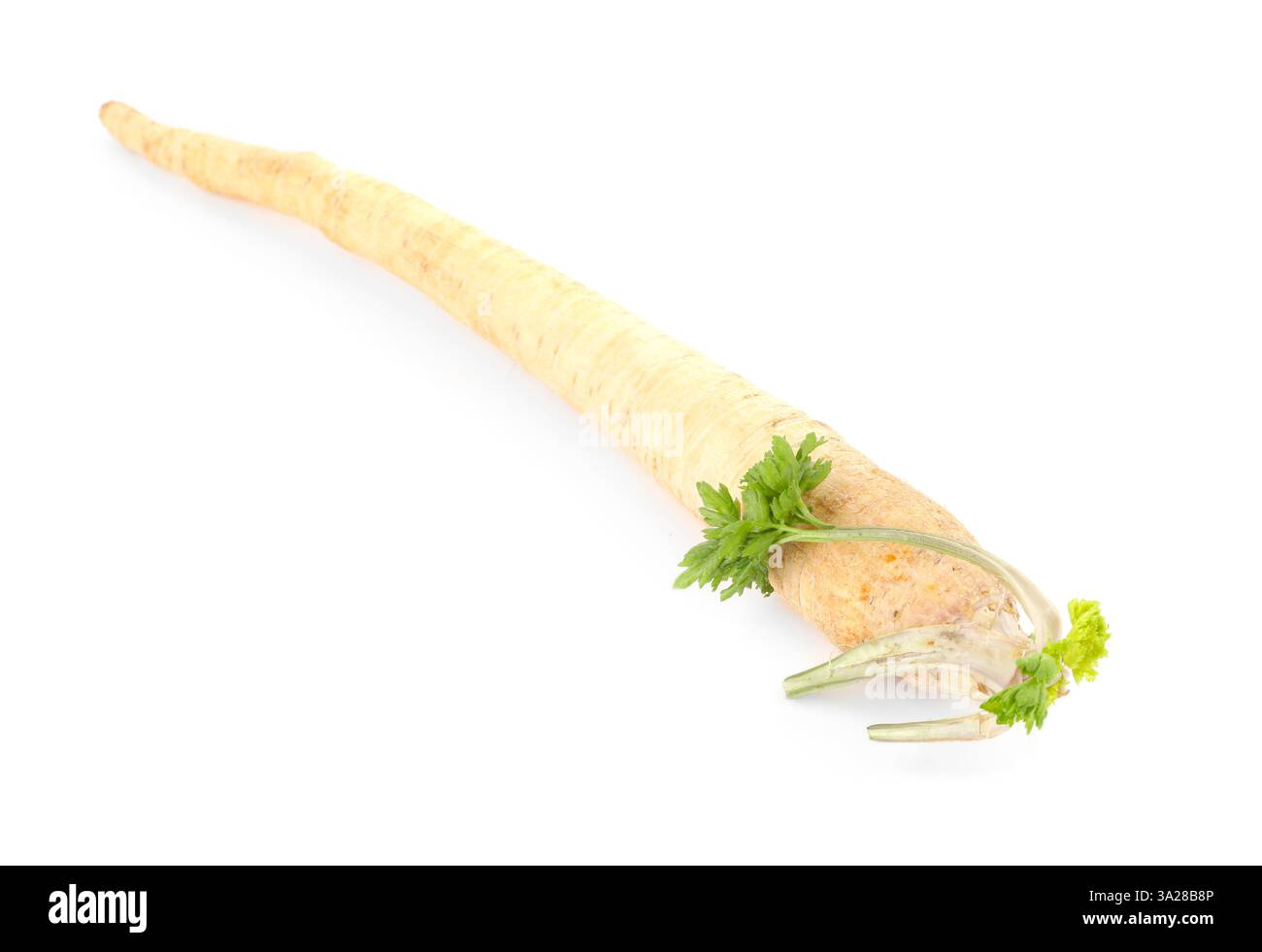 One fresh parsnip isolated on white. Root vegetable Stock Photo - Alamy