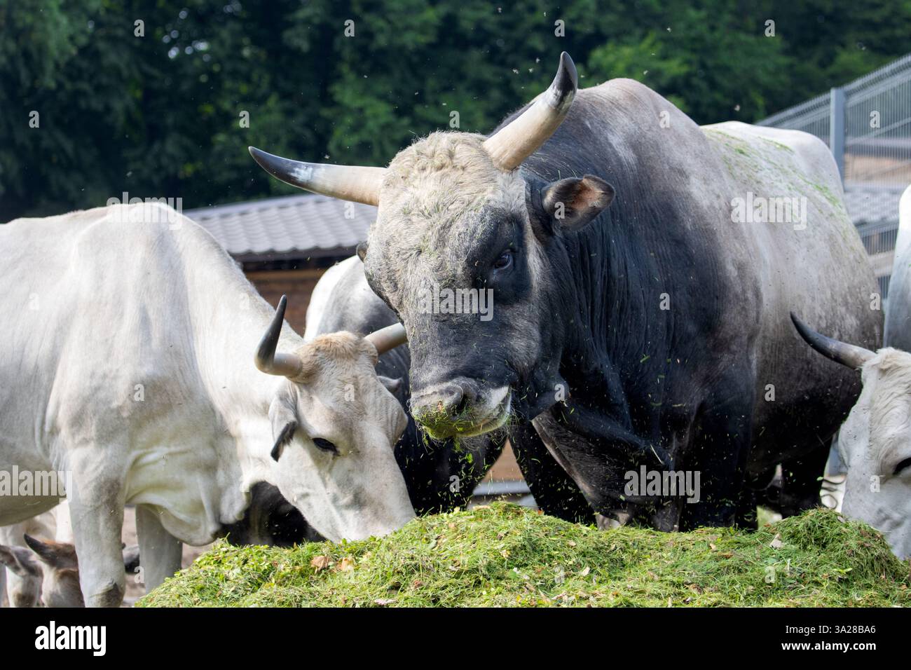 bull eating green silage on a farm , summer Stock Photo - Alamy