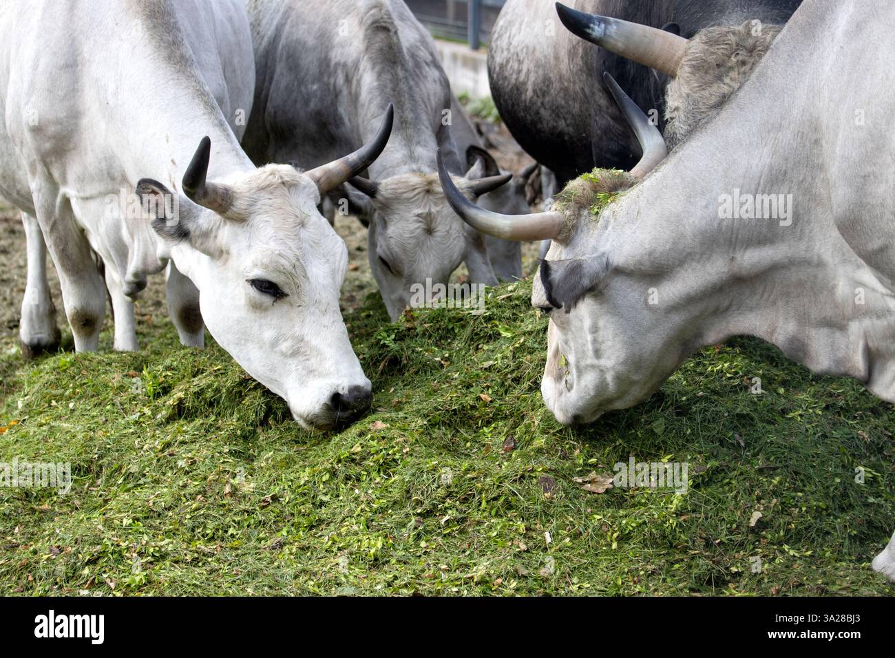 cows eating green silage on a farm , summer Stock Photo - Alamy