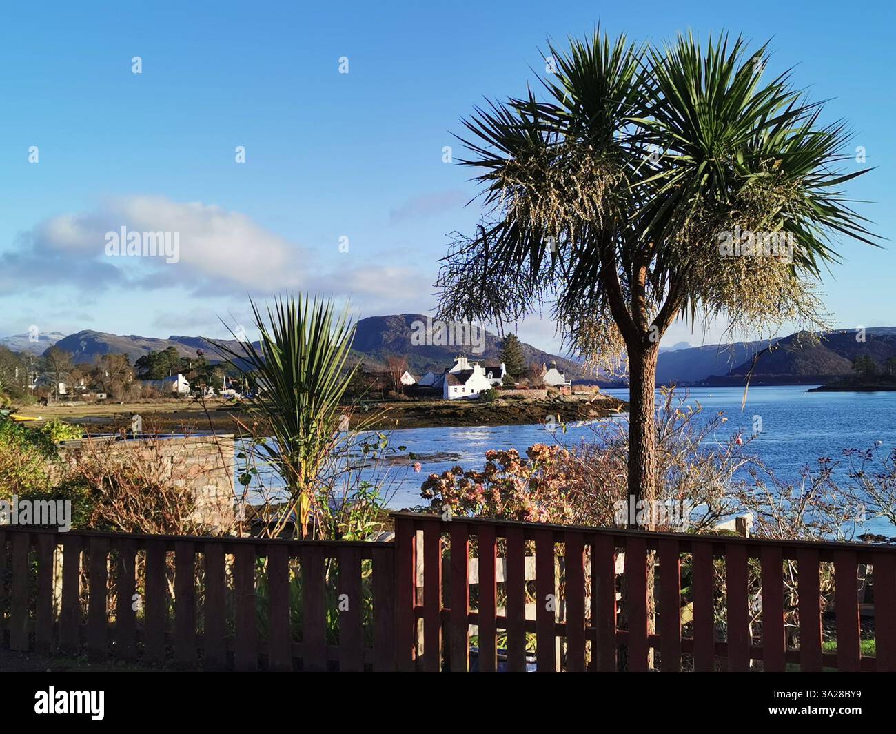The palm trees of Plockton village on the north west coast of the ...