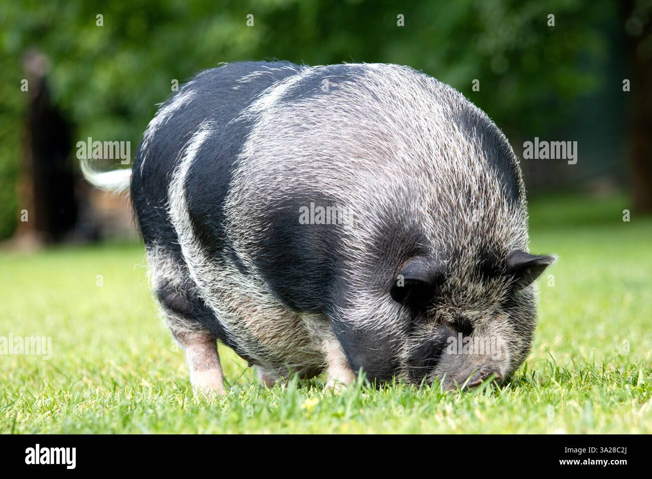 Fat cute boar on hi-res stock photography and images - Alamy