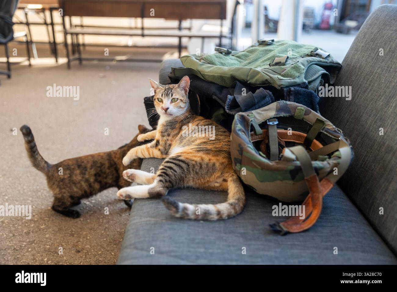 A ginger cat is lying next to a soldier's helmet and a bulletproof vest ...