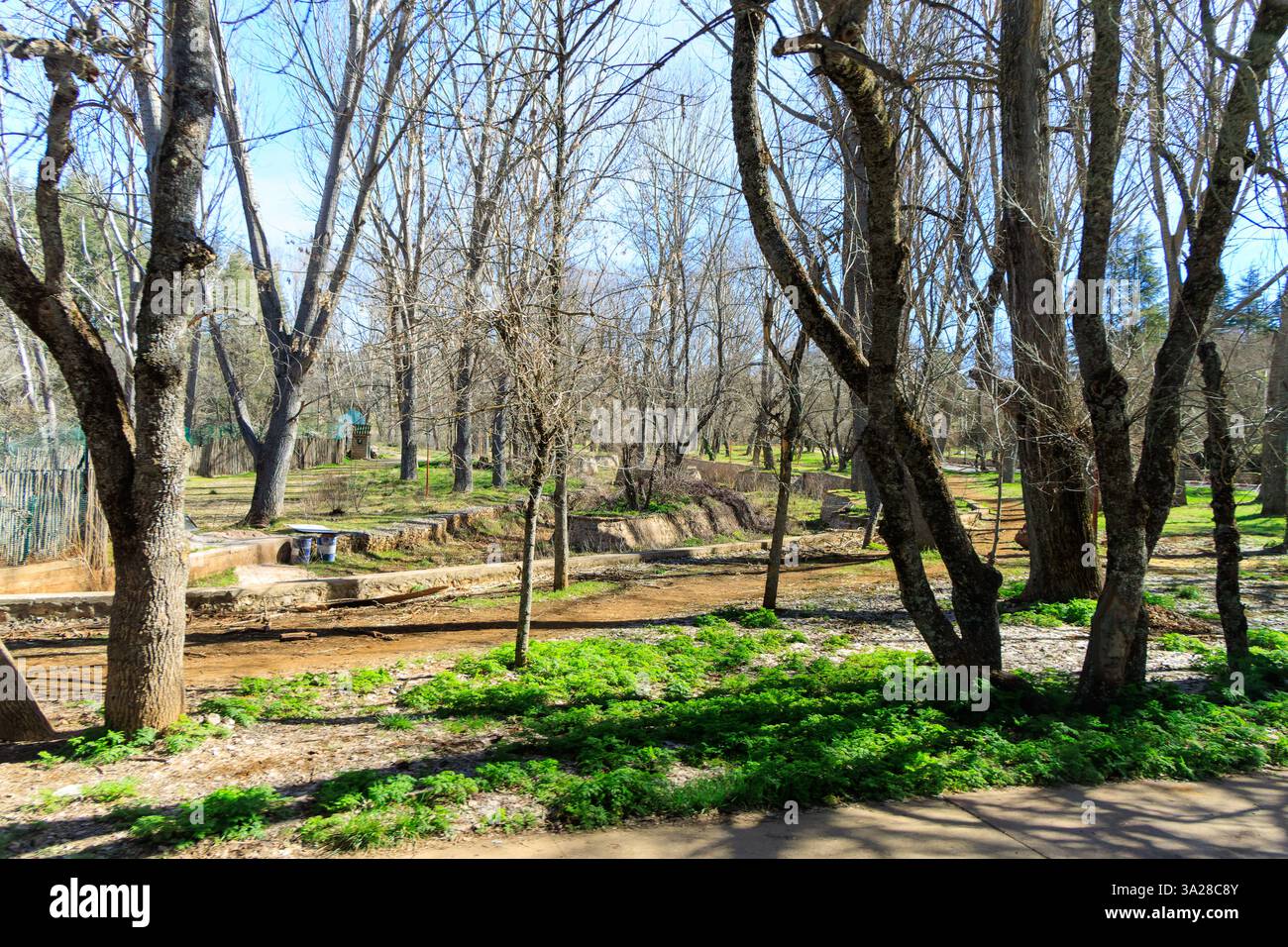 Ifrane, Morocco. View of the unexpected green tree-lined avenues of the ...