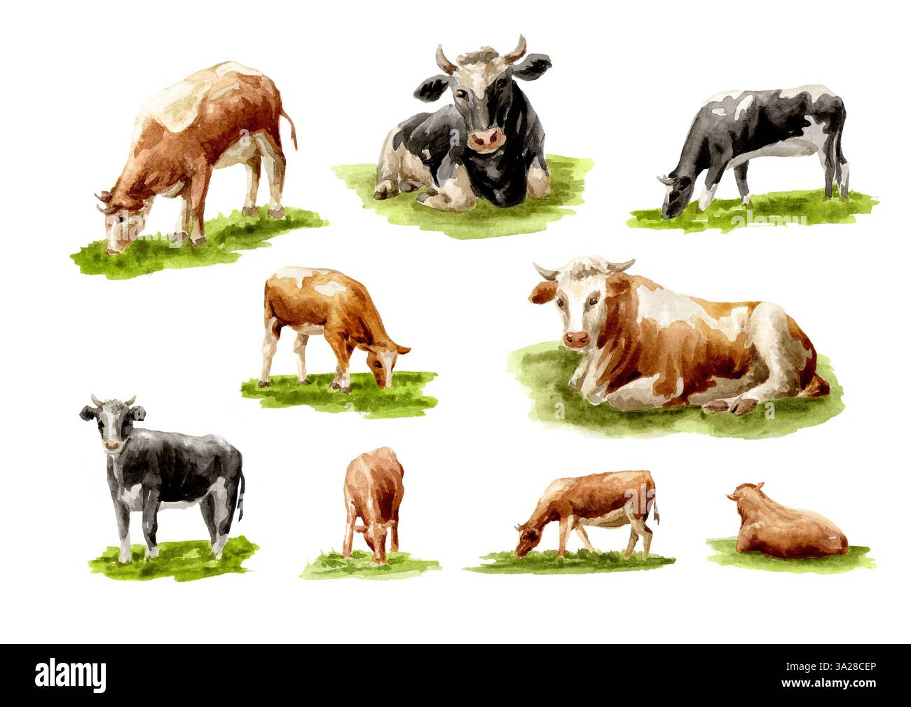 Cattle set. Cows standing, lying, eating and grazing. Hand drawn ...