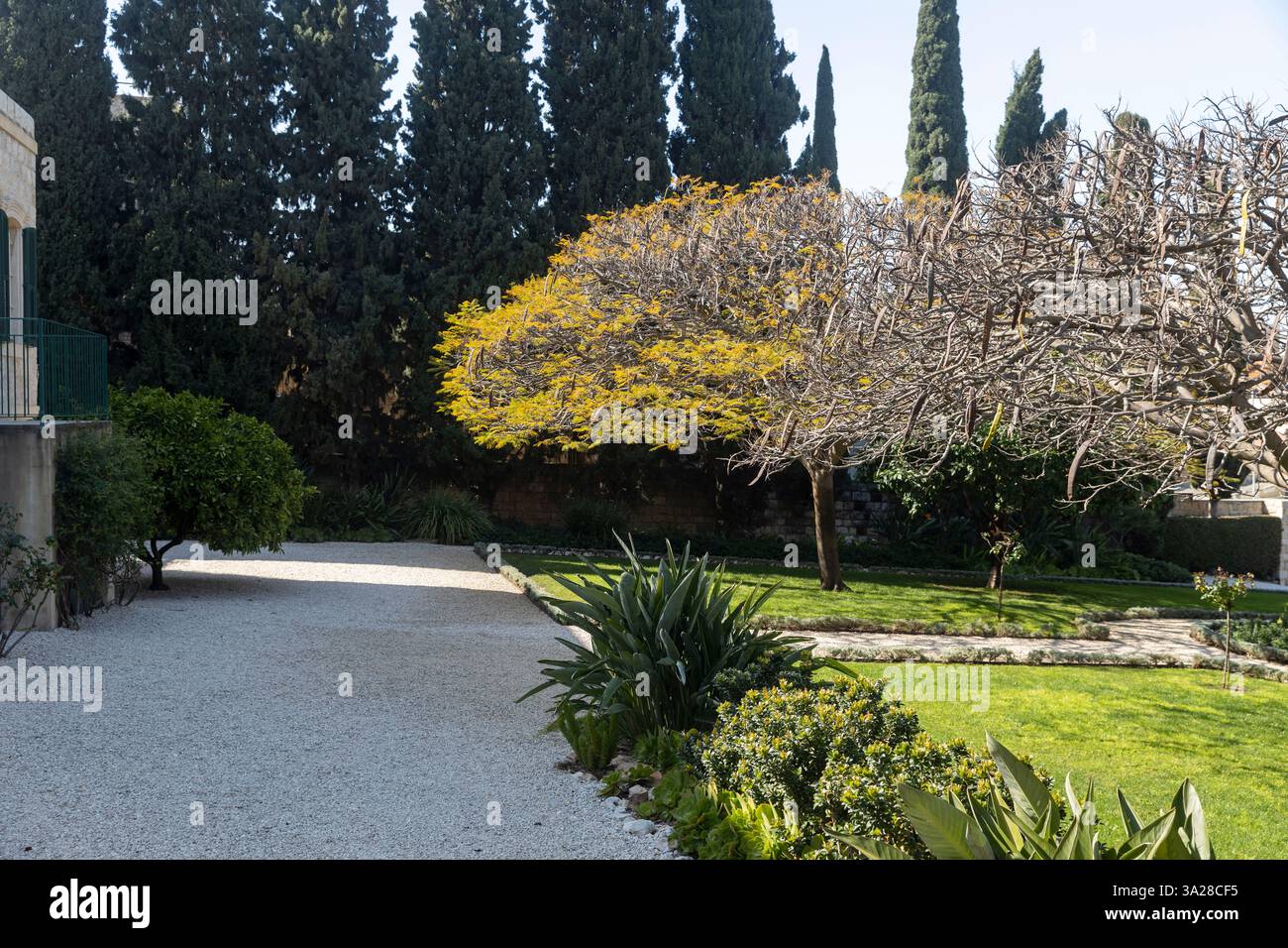 Landscape design in the park. Cypress, Peltophorum, and Royal Delonix ...