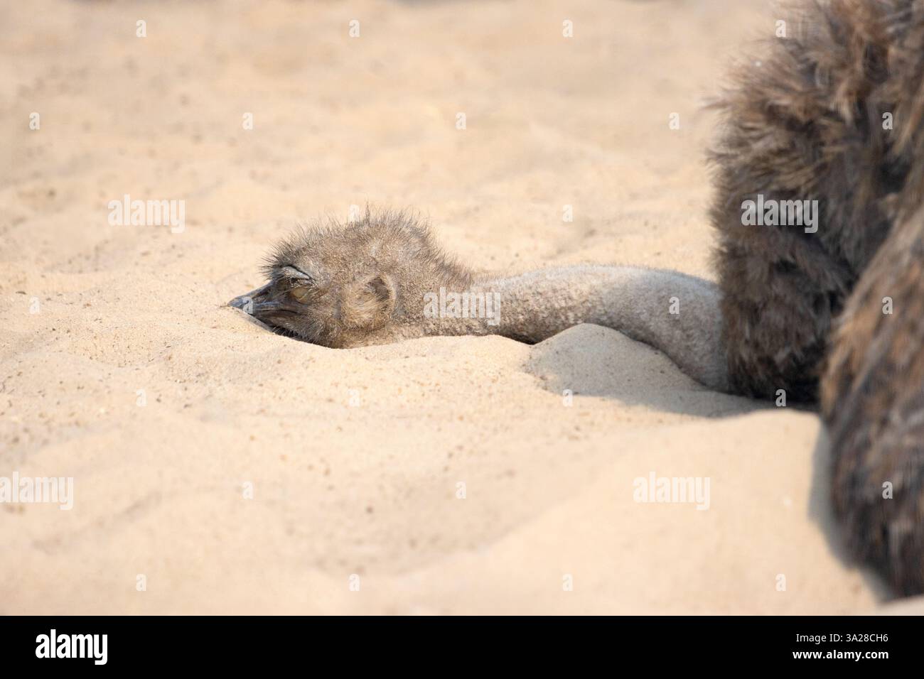 ostrich hides its head in the sand , summer Stock Photo - Alamy