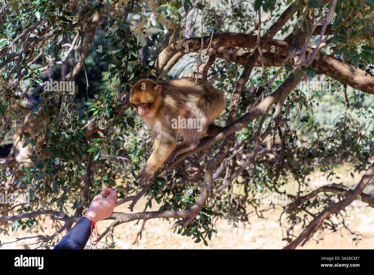 Cute Barbary macaque ape monkey , Ifrane national park, Morocco Stock ...