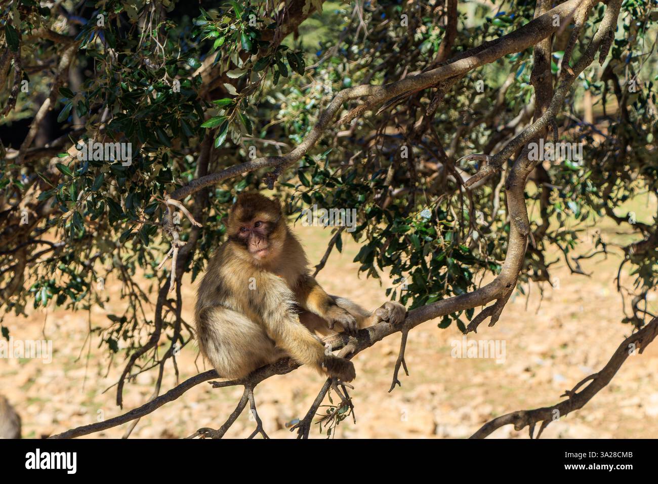 Cute Barbary macaque ape monkey , Ifrane national park, Morocco Stock ...