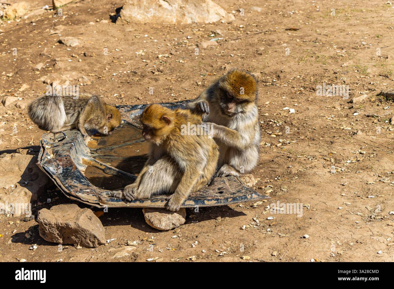 Cute Barbary macaque ape monkey , Ifrane national park, Morocco Stock ...