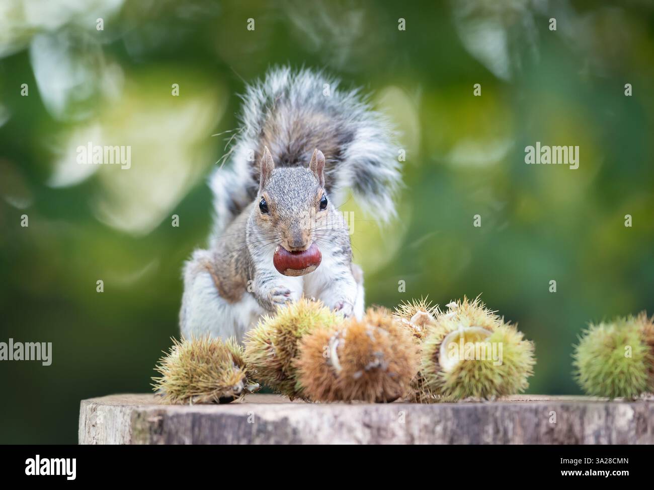 Close up shot sweet squirrel hi-res stock photography and images - Alamy