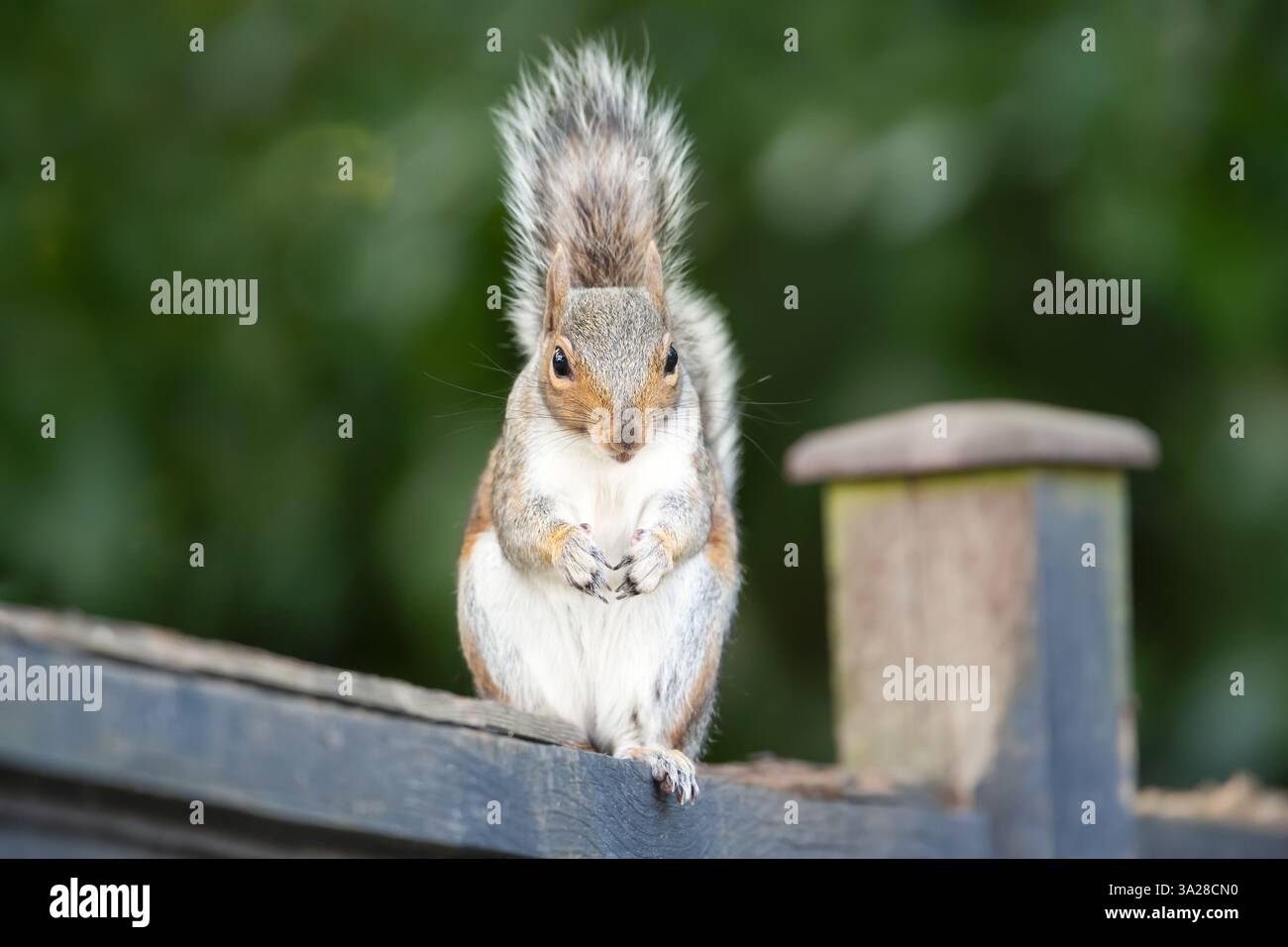 Portrait of a cute curious grey squirrel standing on a garden fence, UK ...