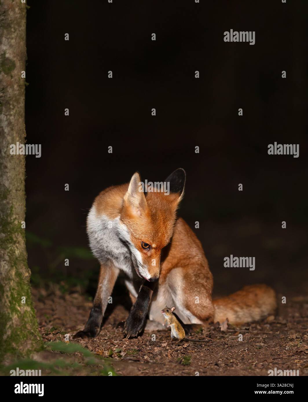 Portrait of a red fox looking at a wood mouse in a forest at night, UK ...