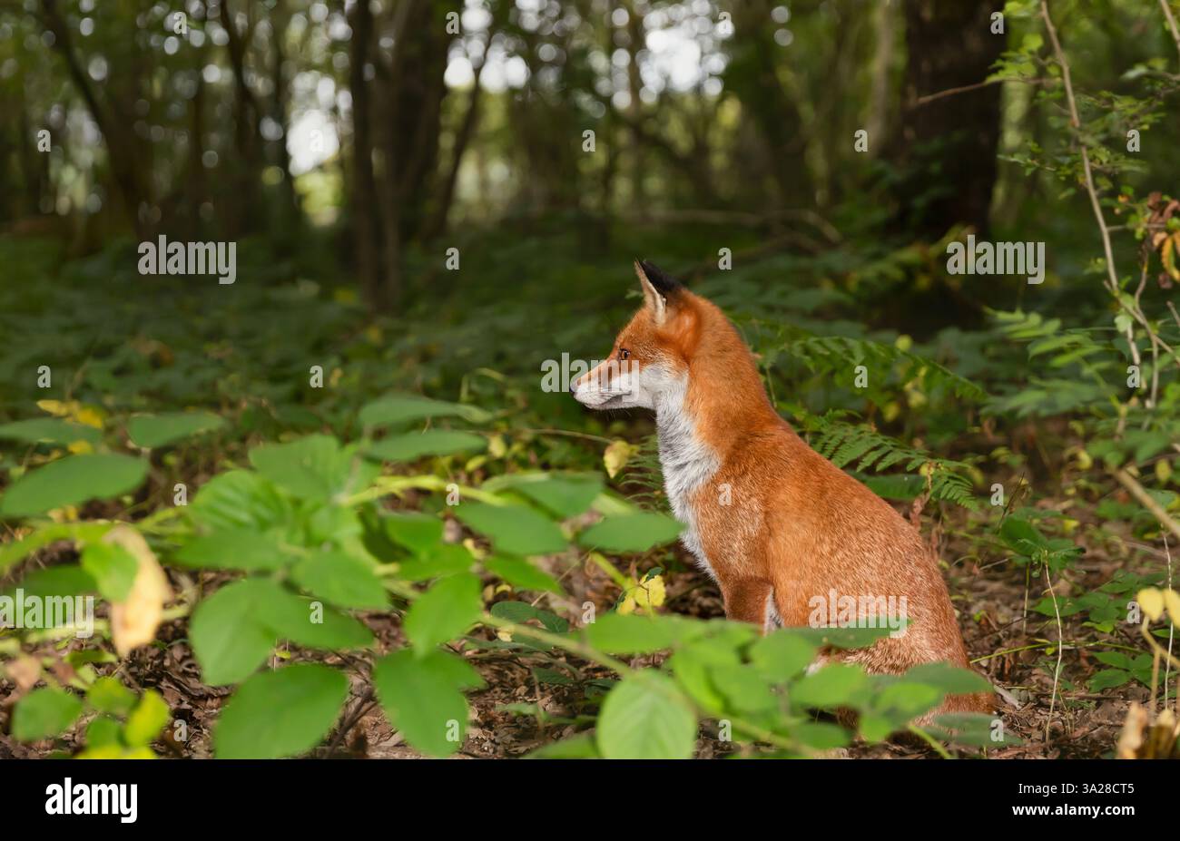 Fox in forest fern hi-res stock photography and images - Alamy