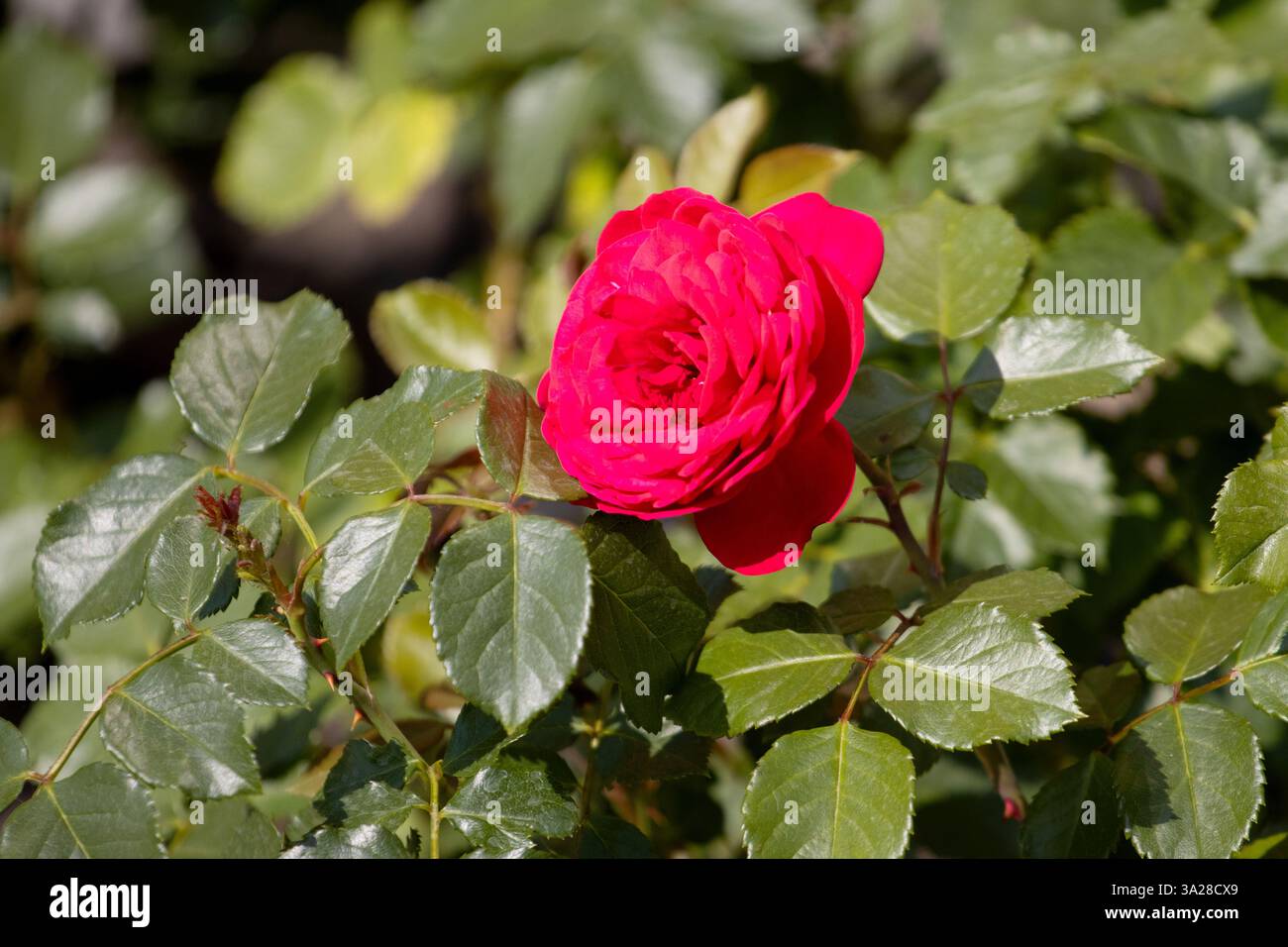 red rose in spring park , summer Stock Photo - Alamy