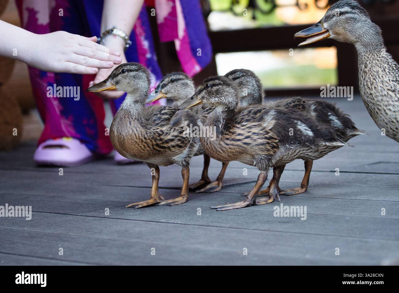 People feed mallards in the park , summer Stock Photo - Alamy
