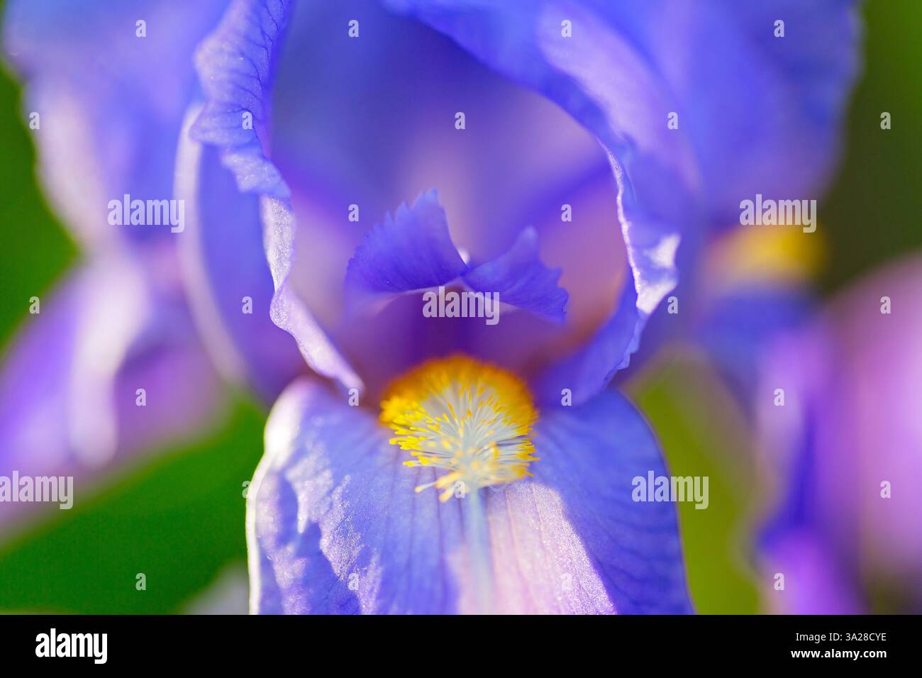 Spring iris season bouquet hi-res stock photography and images - Alamy