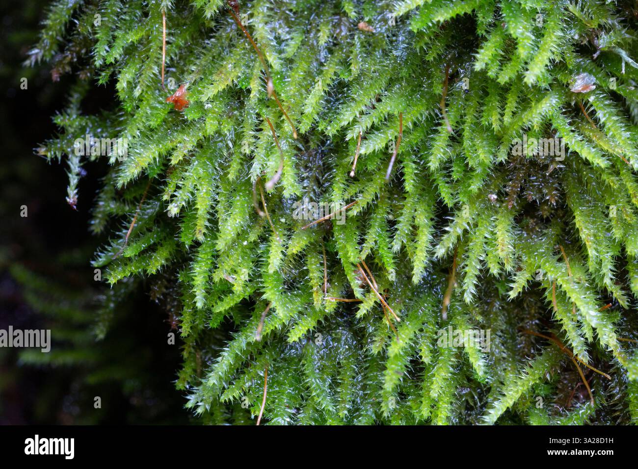 Herzogiella striatella in a shady hollow on an acidic rock in Raasepori ...
