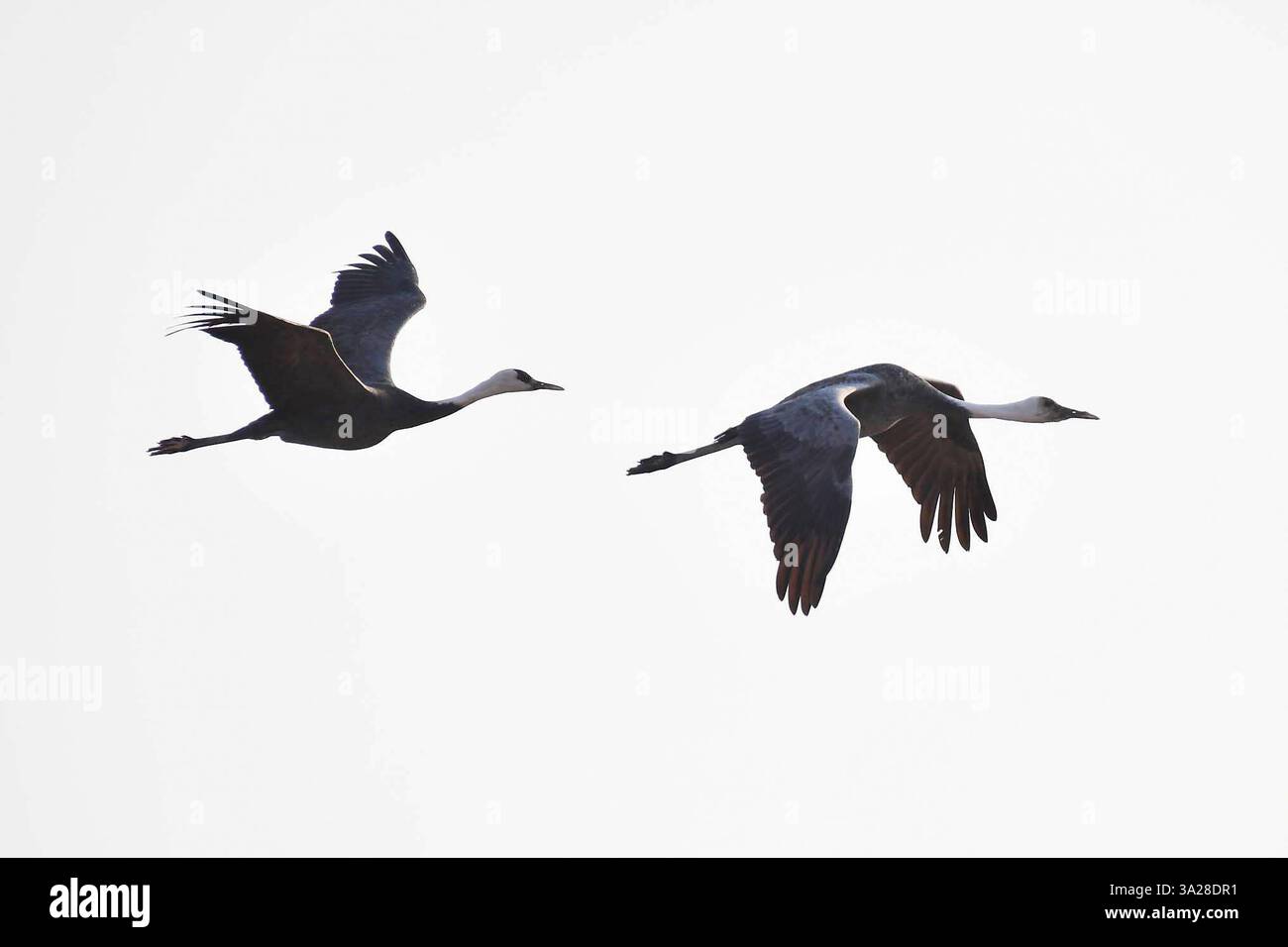 Wild Birds in Korea Hooded Cranes fly throught the air at Cheonsuman ...