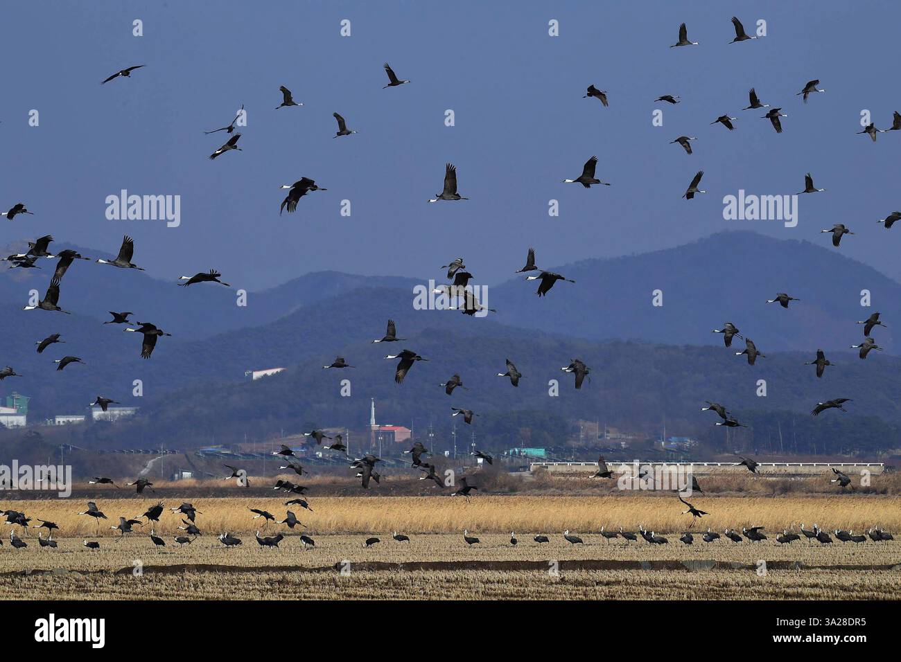 Wild Birds in Korea Hooded Cranes fly throught the air at Cheonsuman ...