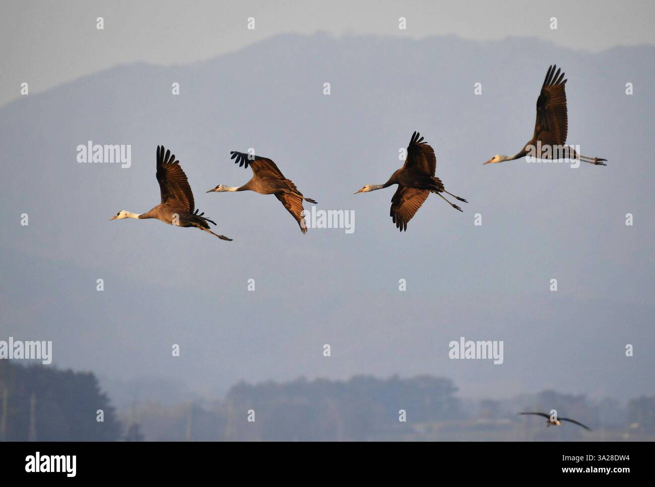 Wild Birds in Korea Hooded Cranes fly throught the air at Cheonsuman ...