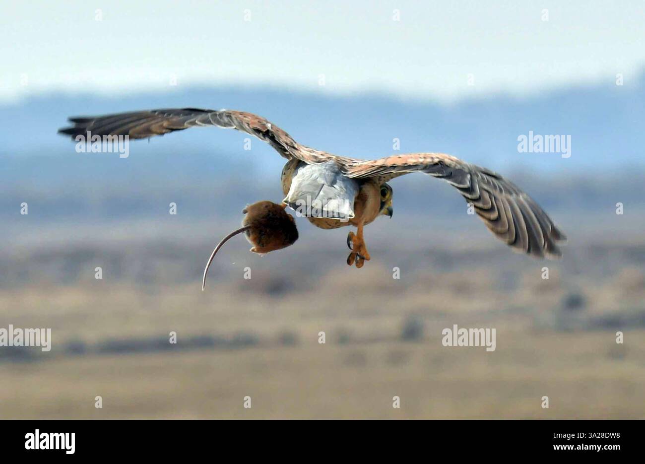 Wild Birds in Korea A Common kestre catchs food and fly throught the ...