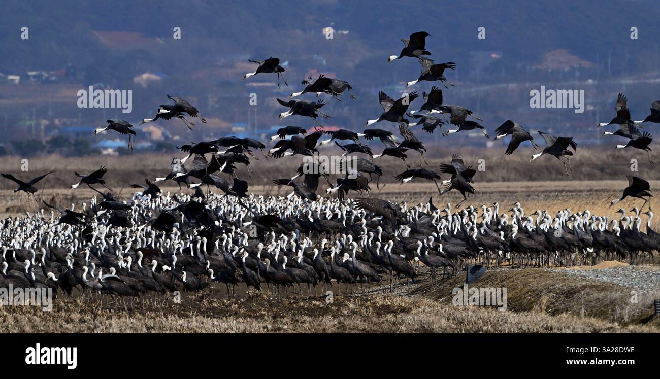 Wild Birds in Korea Hooded Cranes fly throught the air at Cheonsuman ...