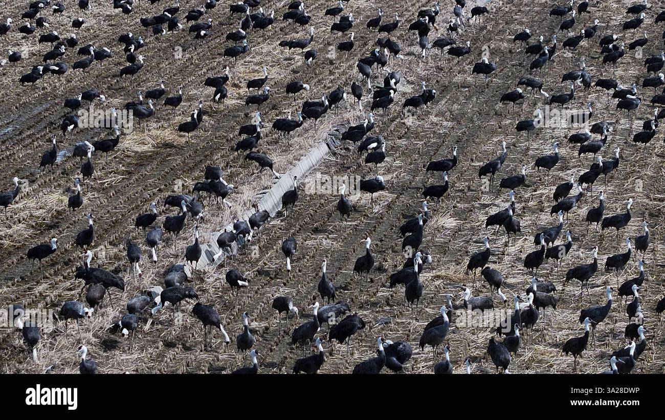 Wild Birds in Korea Hooded Cranes fly throught the air at Cheonsuman ...