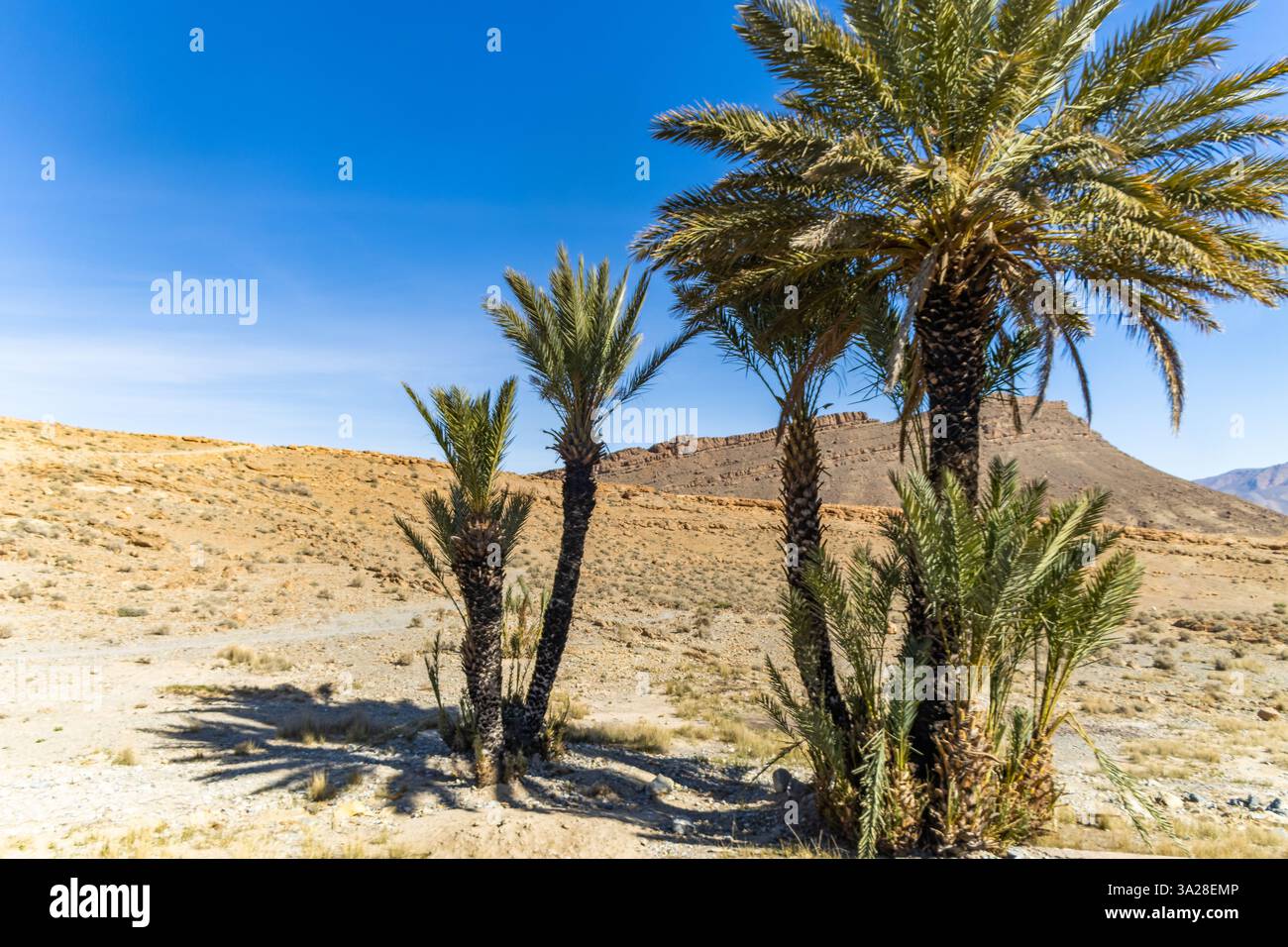 Palm trees in Ziz Oasis, Er Rachidia, Morocco Stock Photo - Alamy