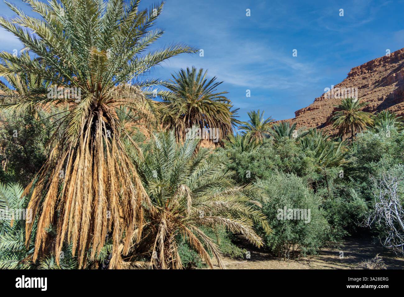 Palm trees in Ziz Oasis, Er Rachidia, Morocco Stock Photo - Alamy