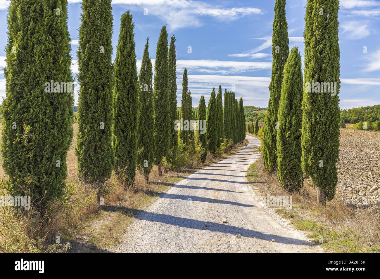 Avenue of cypress trees (Cupressus sempervirens) near Siena, Tuscany ...