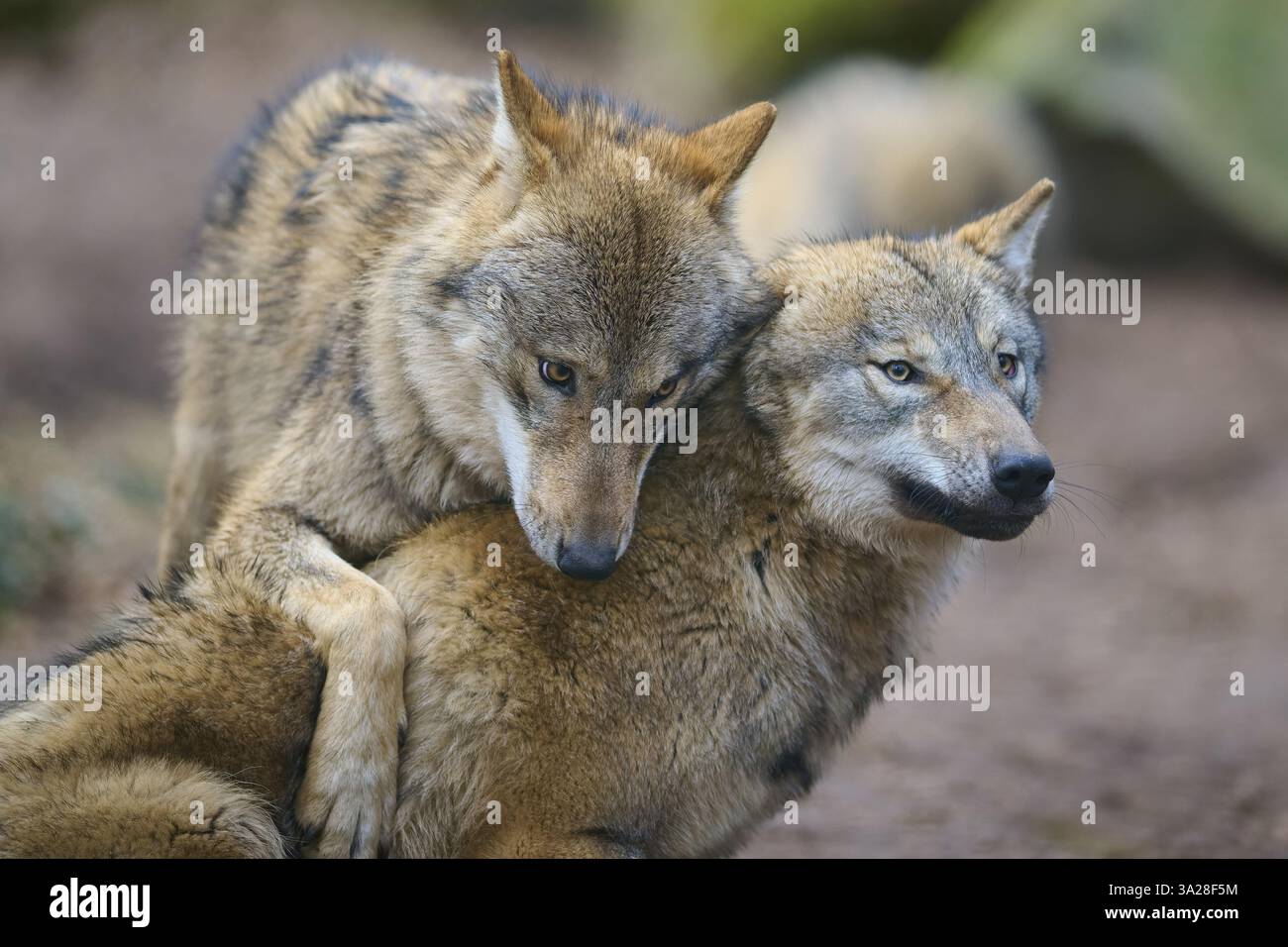 Two wolves mating hi-res stock photography and images - Alamy