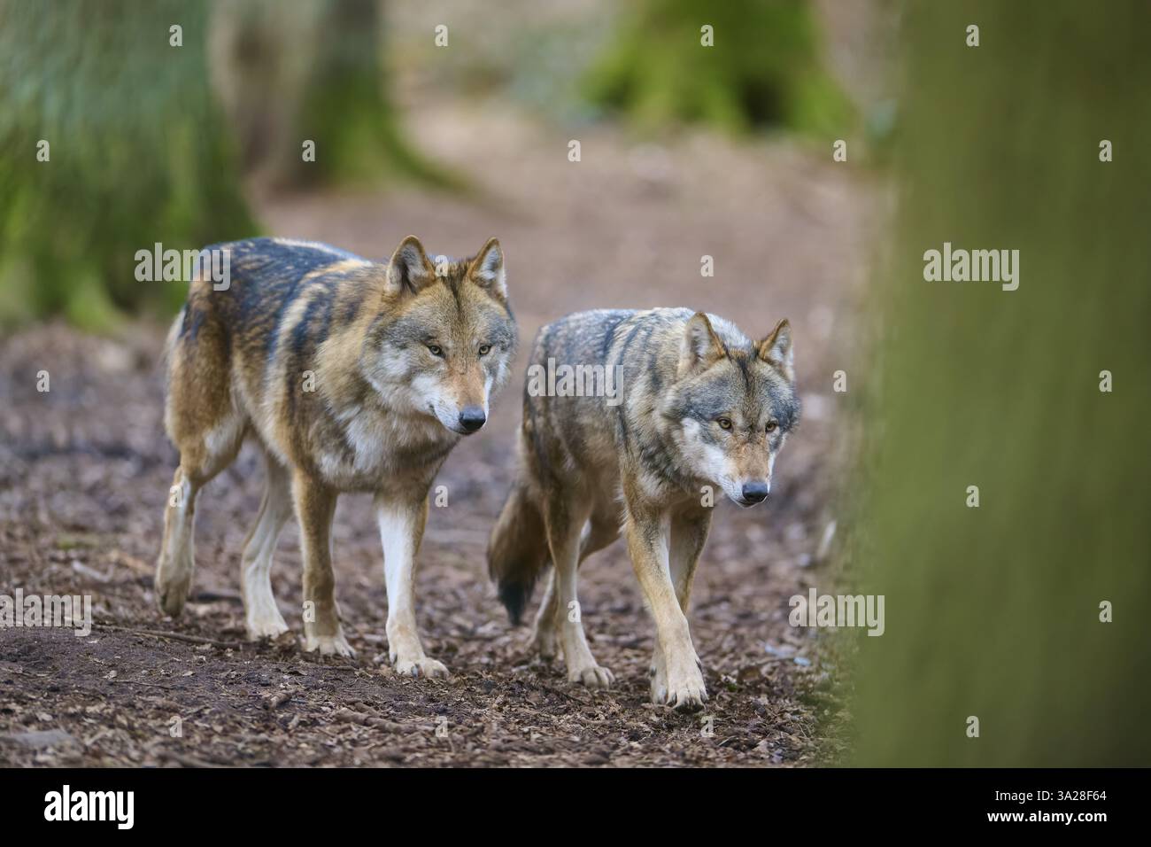 Wolf (Canis lupus), two wolves walking in the forest, surrounded by ...