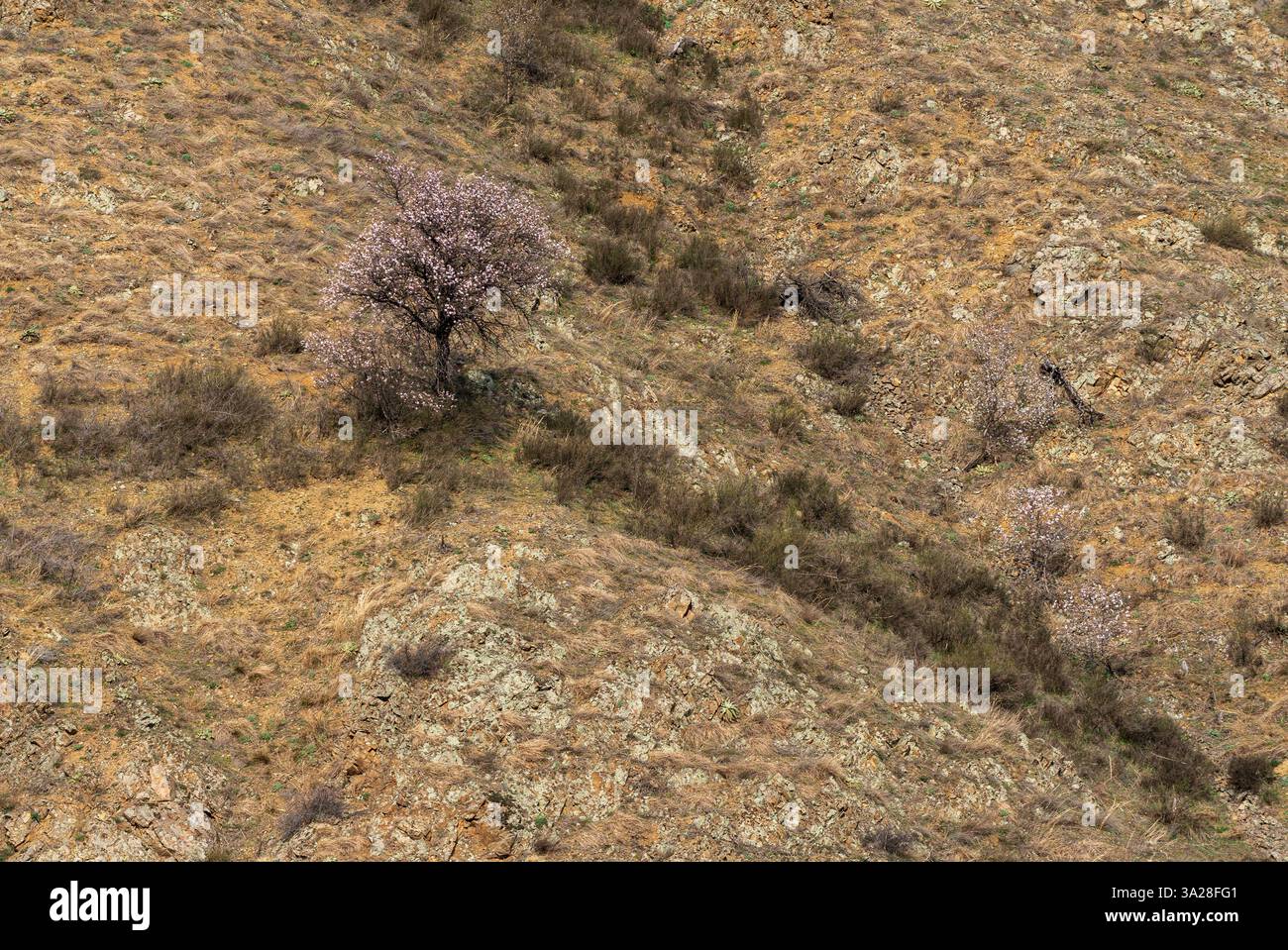 Isolated tree with purple leaves springtime on the horizon hi-res stock ...