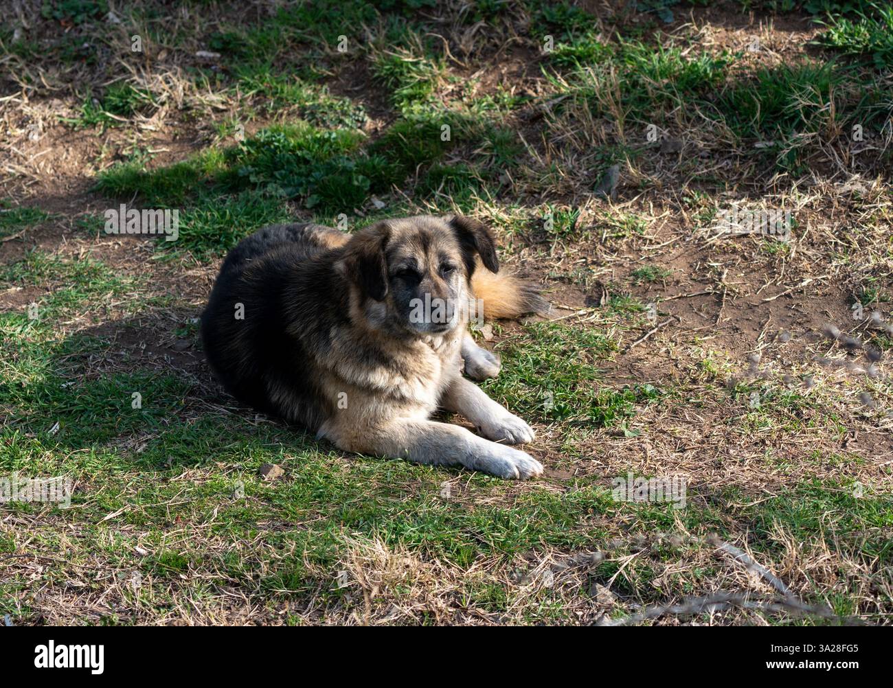 Lost dog story hi-res stock photography and images - Alamy