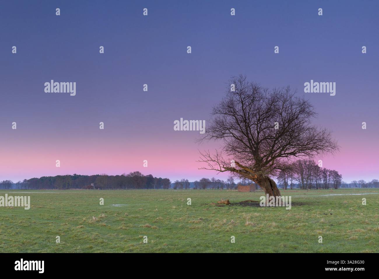 View of a pasture with a single tree in the sunset, landscape photo ...