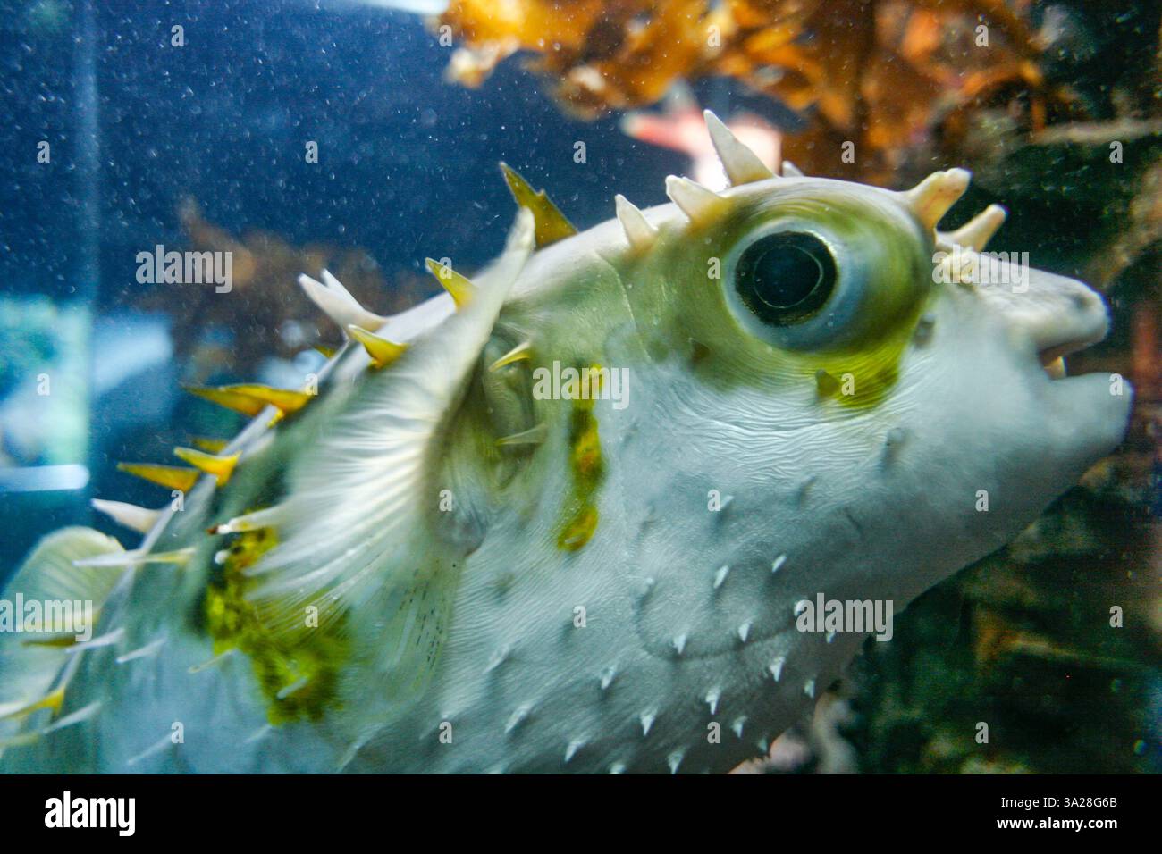 Long-spined porcupine fish, Diodon holocanthus at Kelly Tarlton's ...