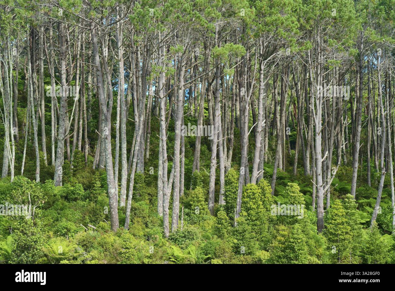 Dense forest with tall, straight tree trunks and lush undergrowth ...