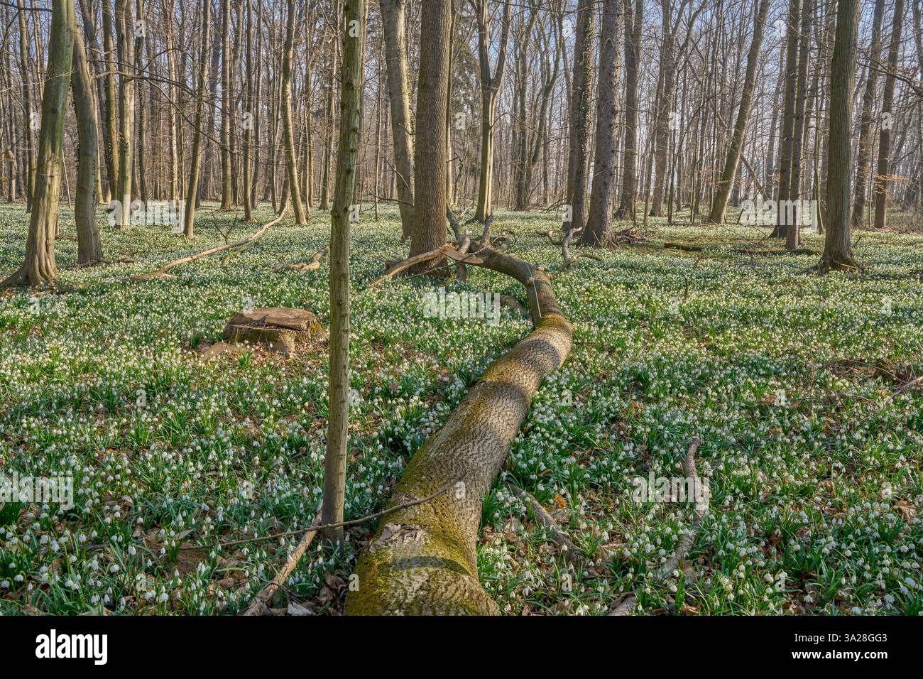 Spring decidous forest with lots of snowdrops and snowflakes in full ...