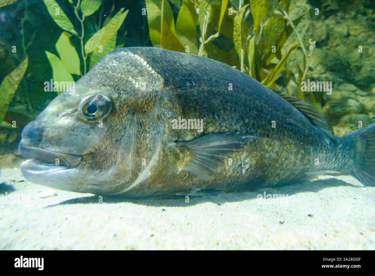 Large fish close-up shot, fish looking at camera, Kelly Tarlton's ...