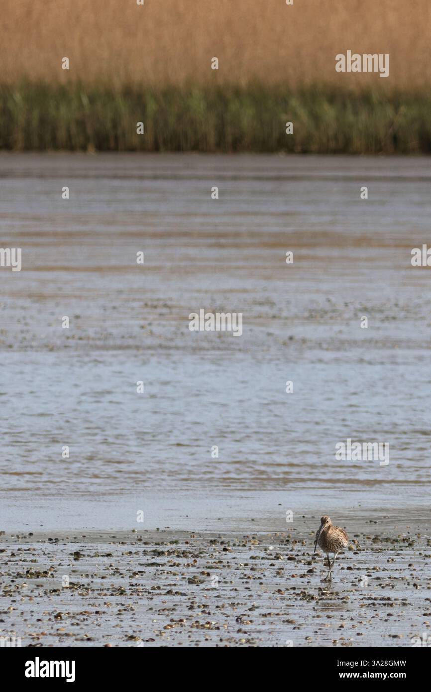Middlebere lake hi-res stock photography and images - Alamy