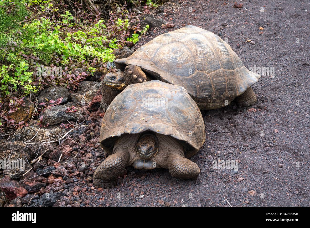 Two Galapagos tortoises are mating on Isabela Island, Ecuador ...