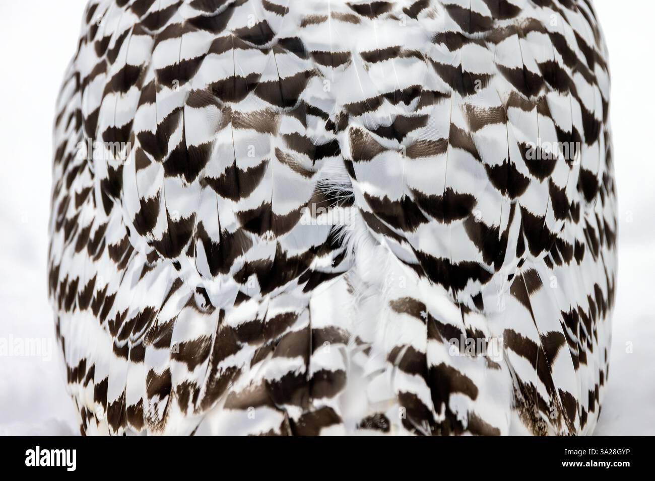 Snowy owl / white owl / Arctic owl (Bubo scandiacus / Strix scandiaca) female, close-up of wing ...