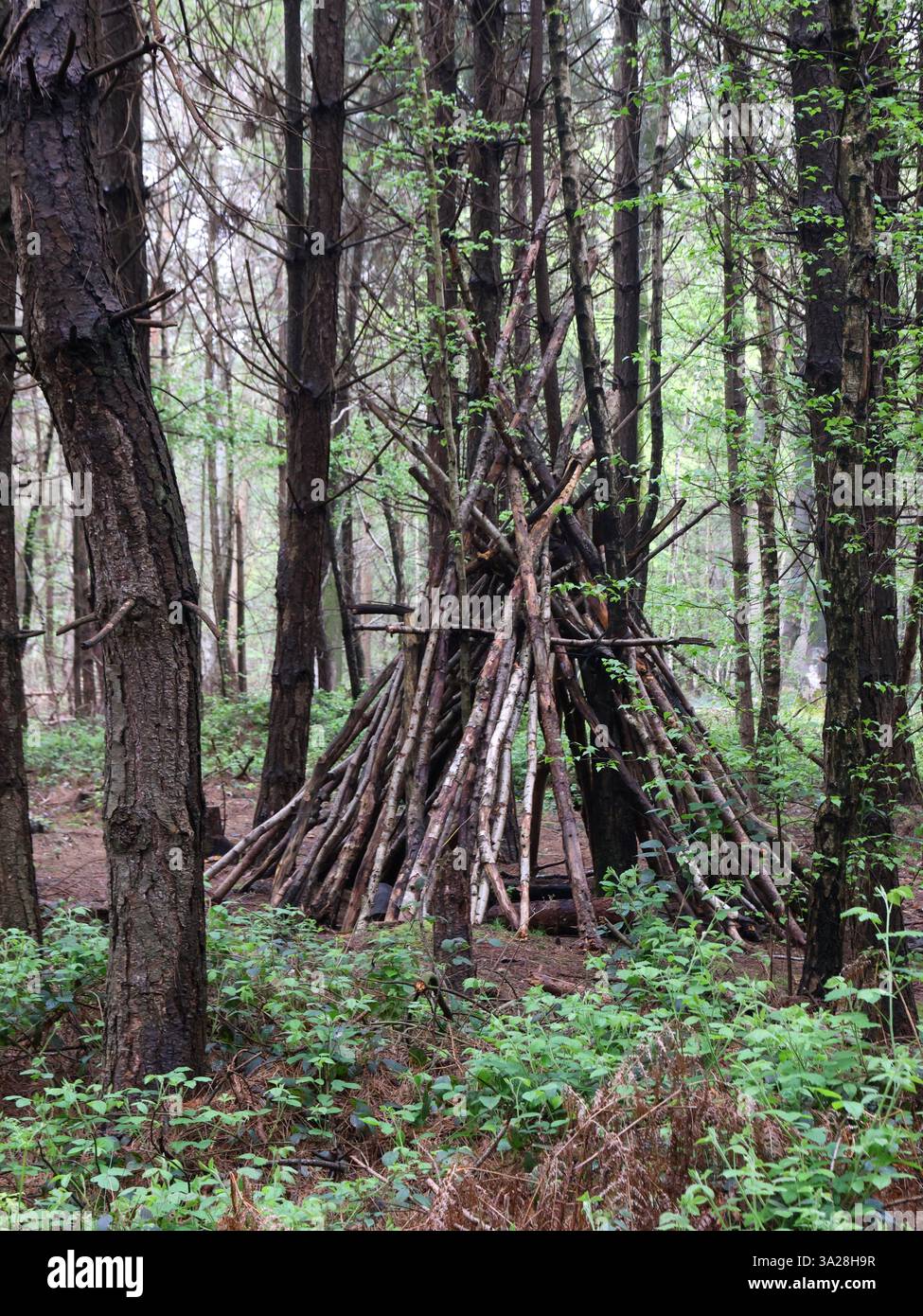 Branches within hi-res stock photography and images - Alamy