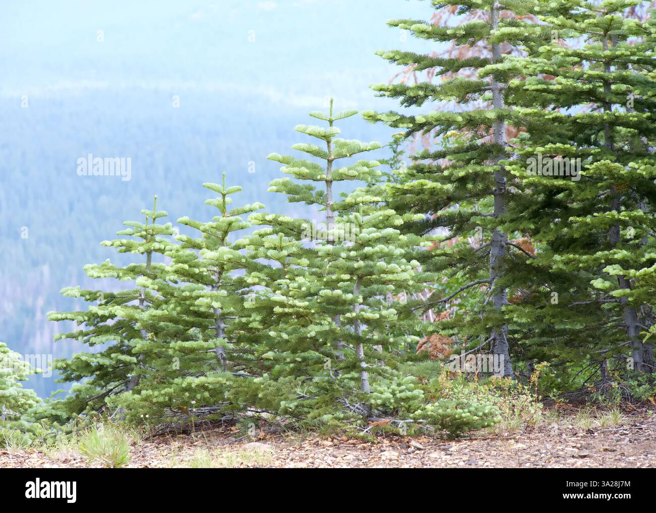 New growth Pine trees with mountains and skyline in background. Abies ...