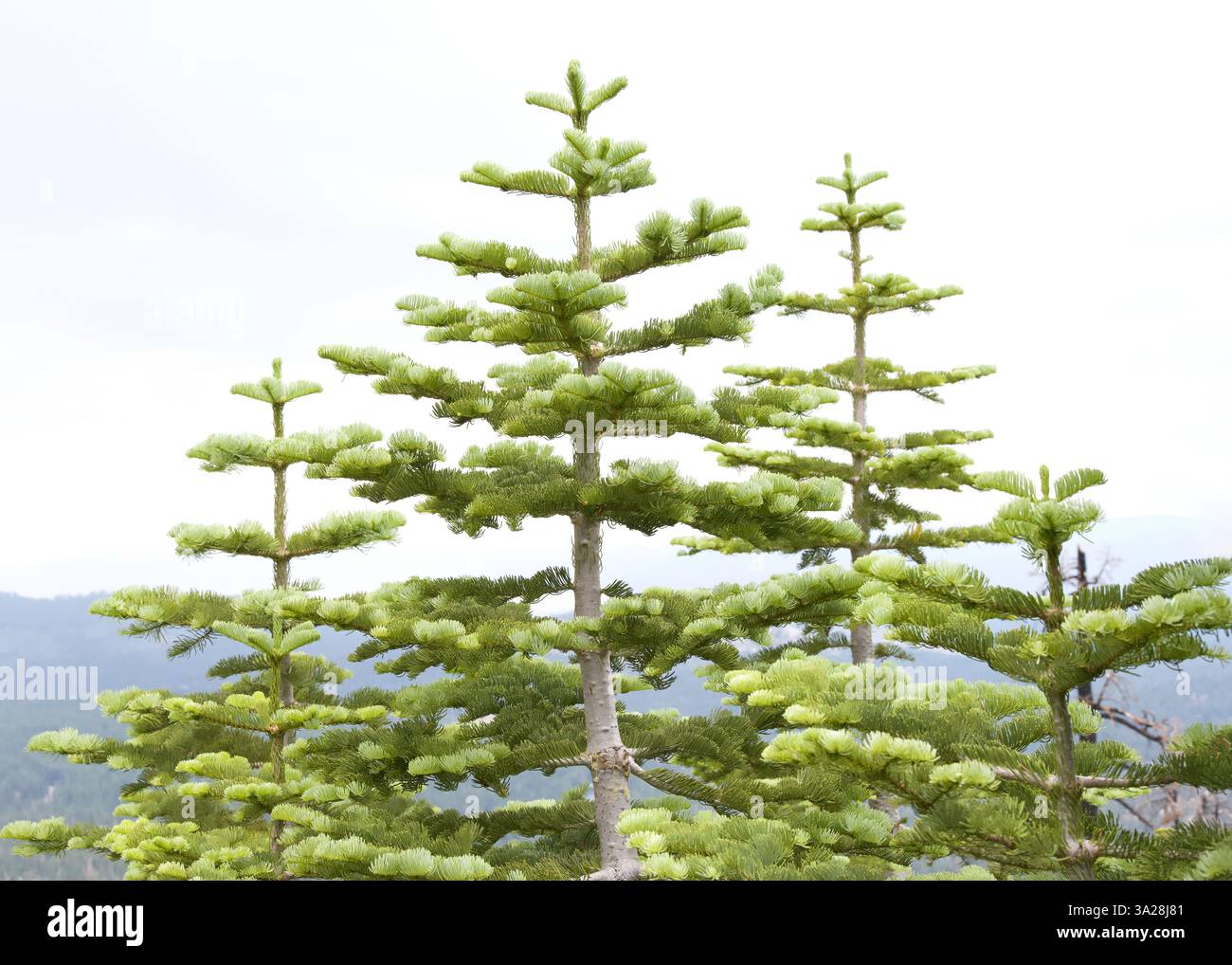 Tops of Pine trees with mountains and skyline in background. Abies ...