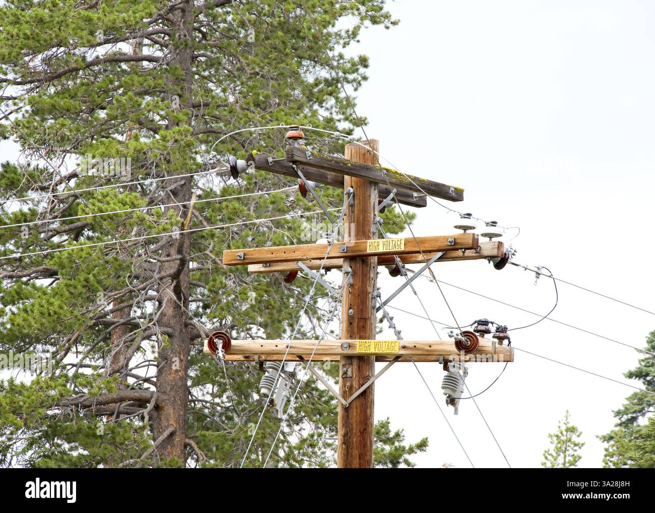 Close up on Power lines going through tall pine trees in the forest in ...