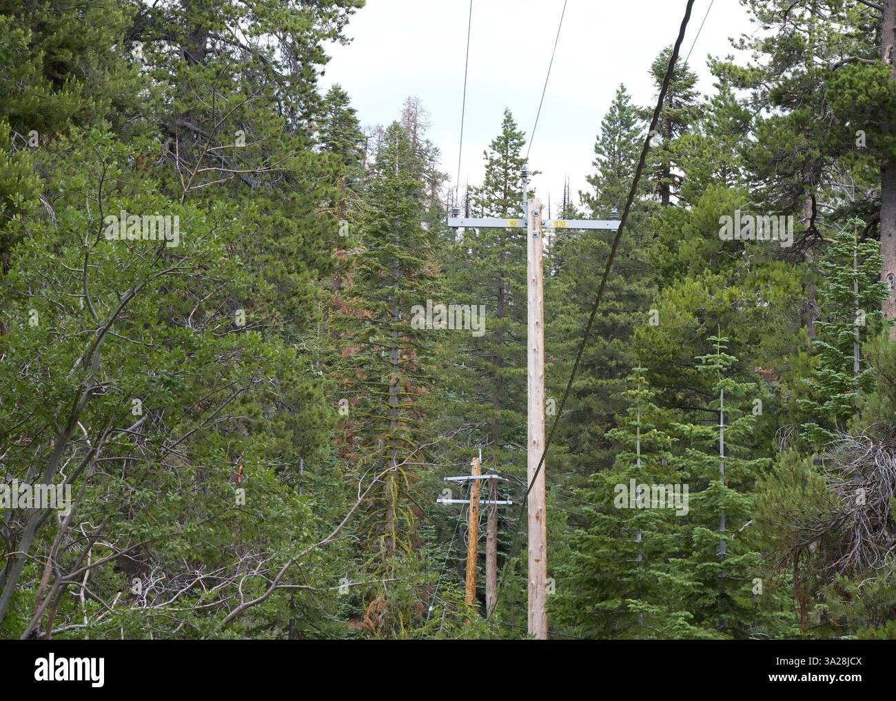 Power lines going through tall pine trees in the forest in Northern ...