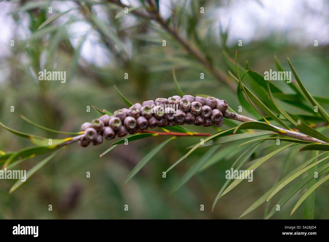 Seed pod of the Callistemon Rigidus bush (Bottlebrush) Australian shrub ...