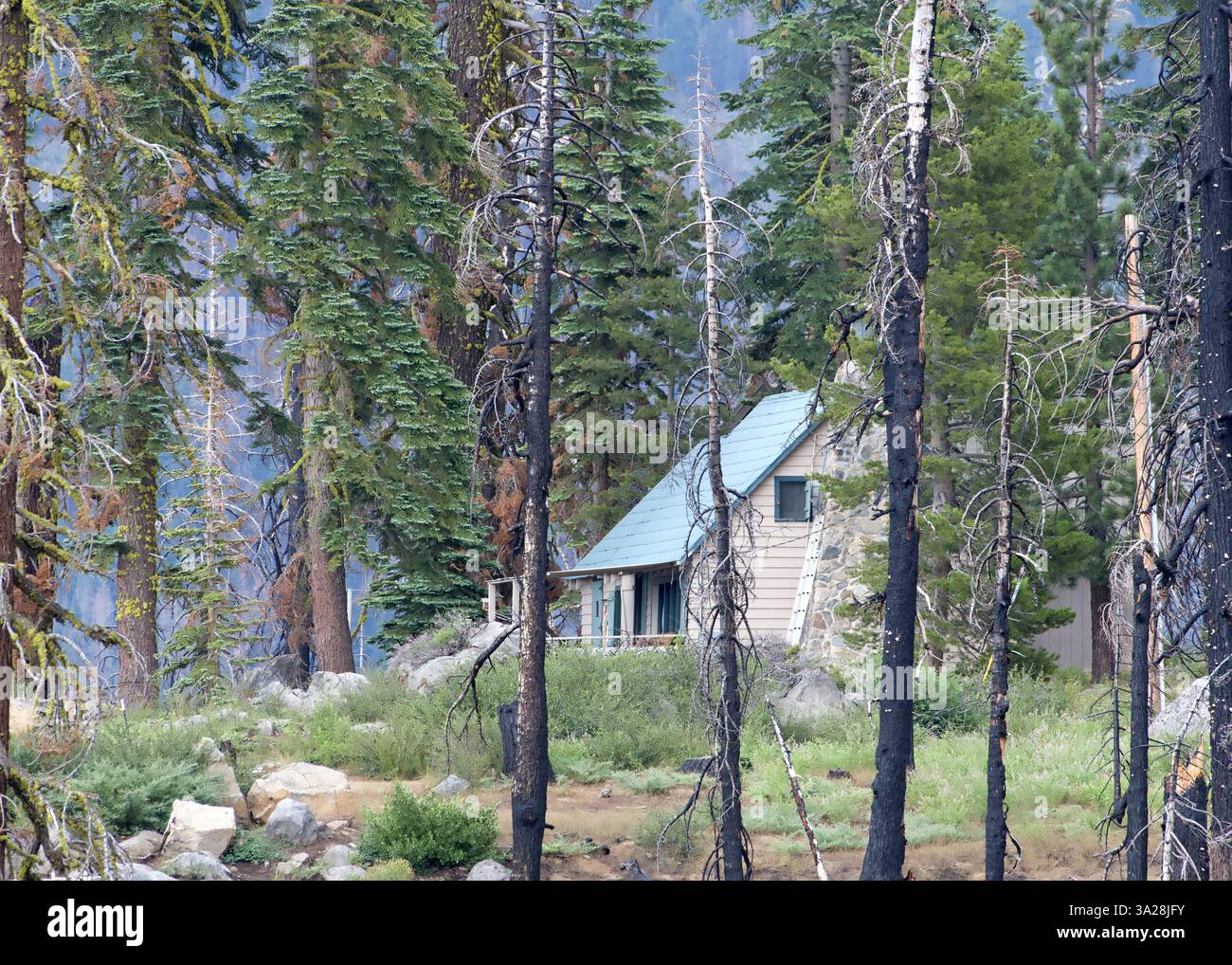 Fire burned destroyed pine trees in front of wood building in ...